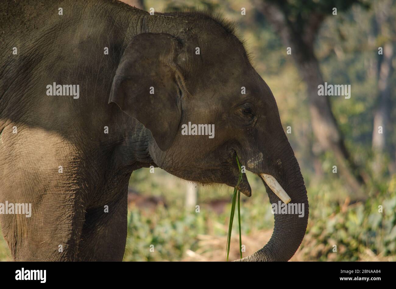 Elephants are large mammals of the family Elephantidae and the order ...