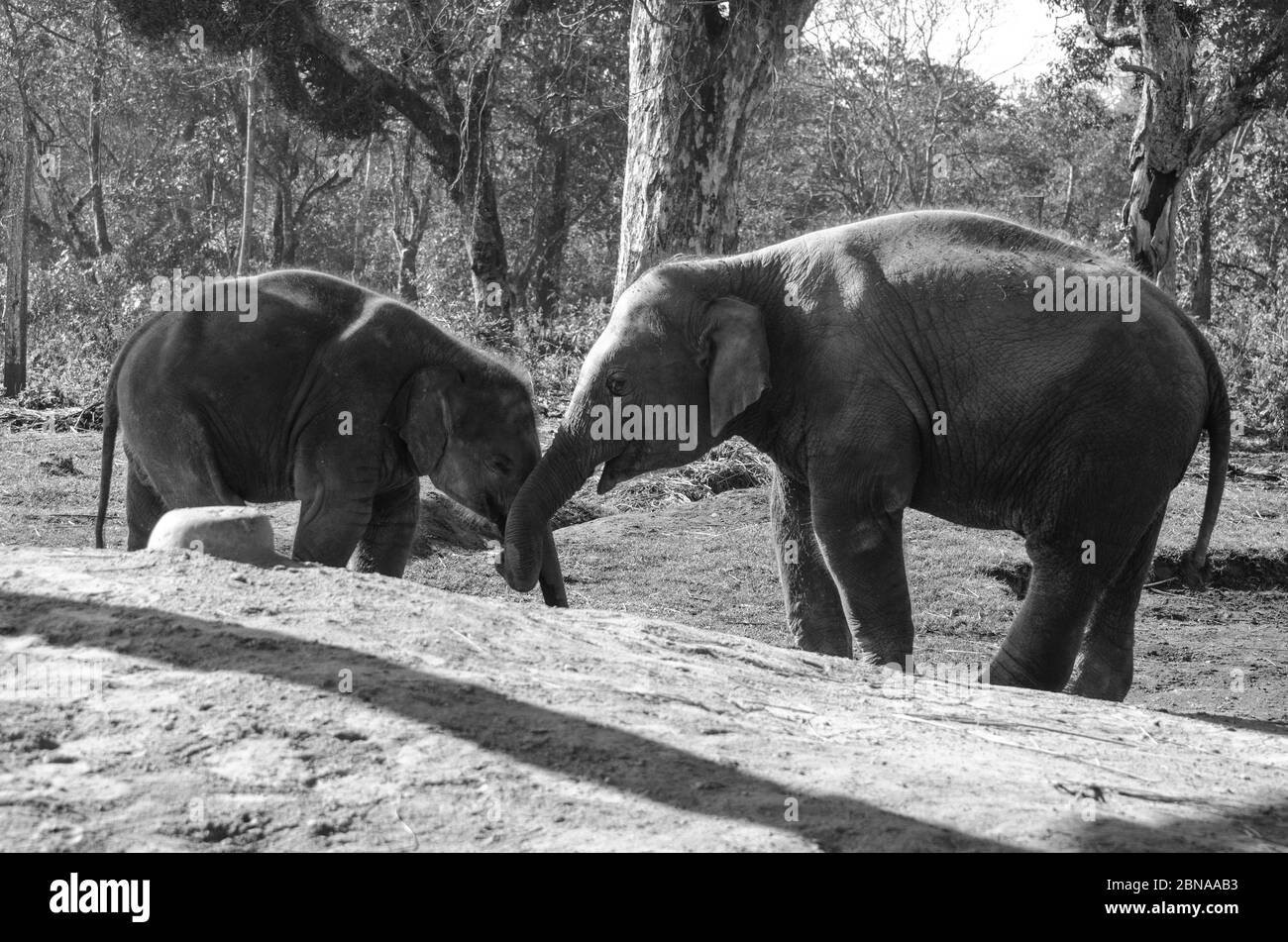 Elephants are large mammals of the family Elephantidae and the order ...