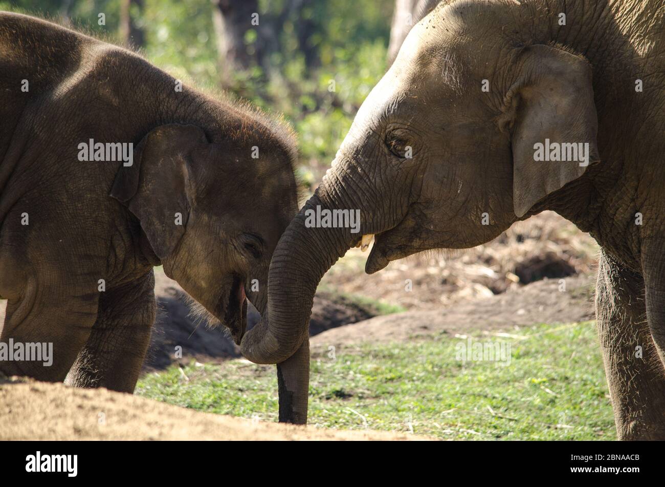 Elephants are large mammals of the family Elephantidae and the order ...