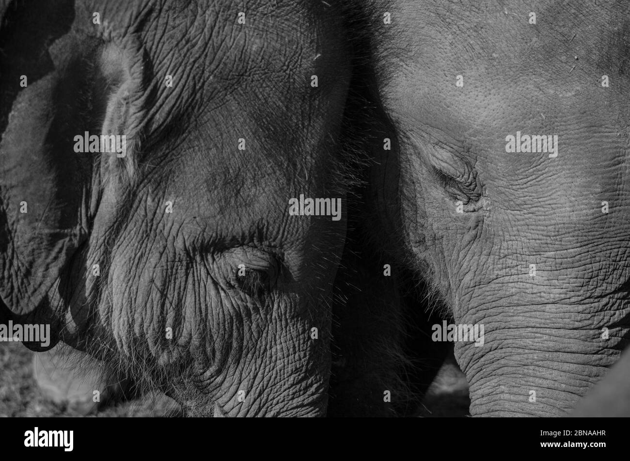 Elephants are large mammals of the family Elephantidae and the order ...