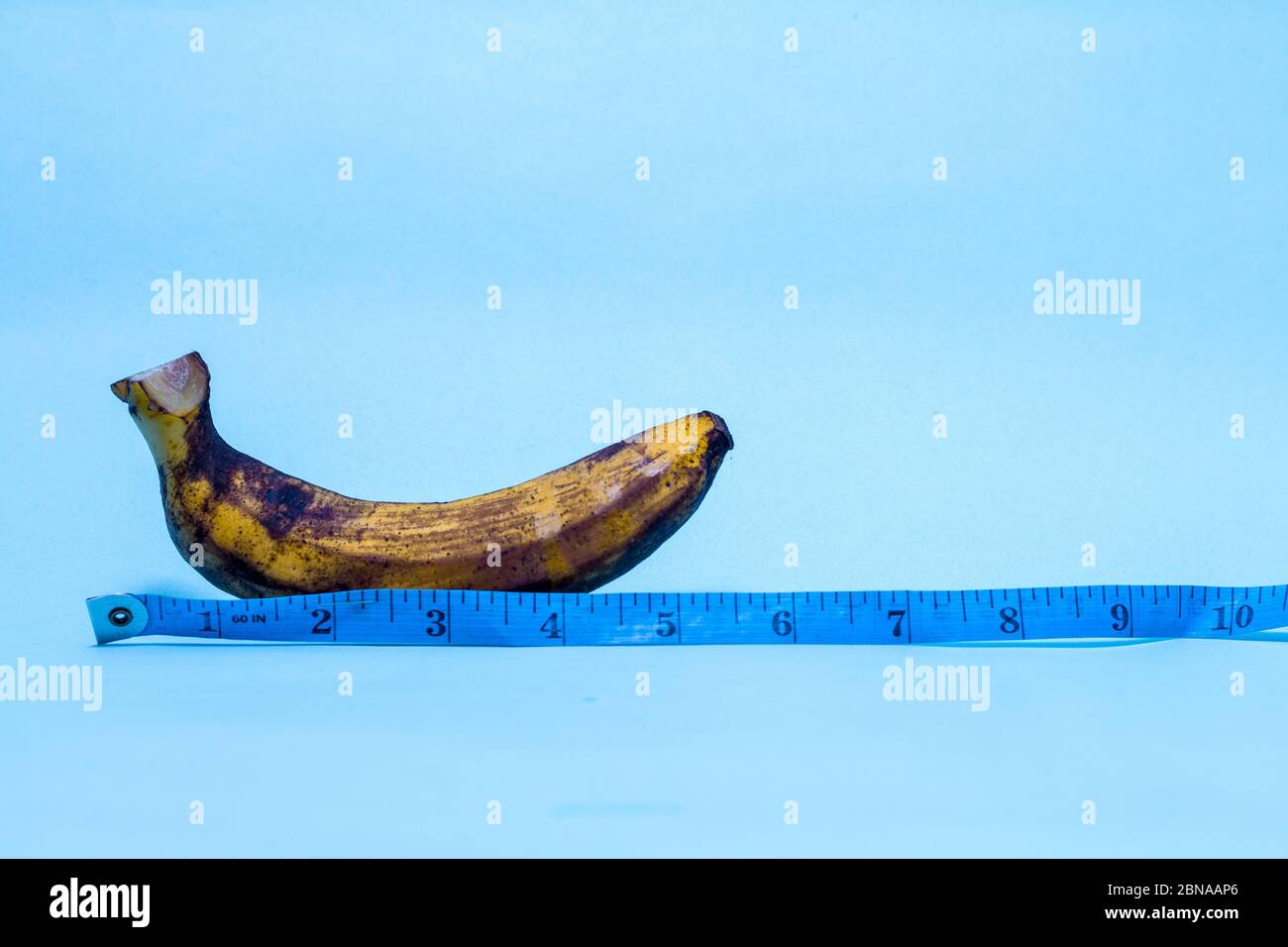 Isolated shot of a rotten banana measured by the blue measuring tape ...