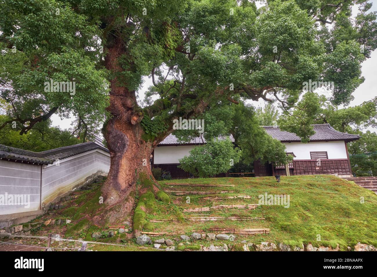 The giant camphor tree legendarily planted by the high prist Shinran ...