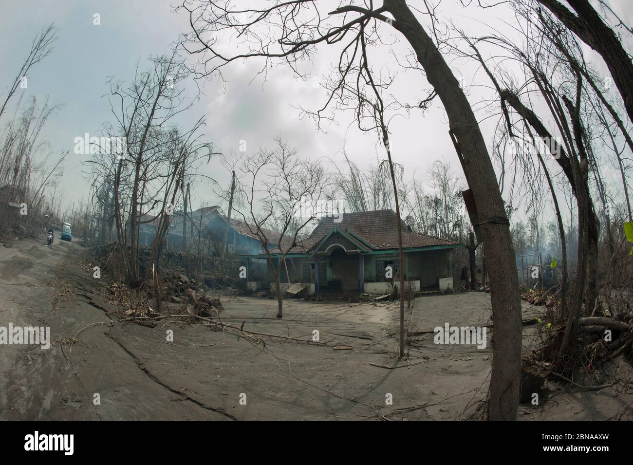 Road covered in ash, dead trees and damaged house from Mount Merapi ...