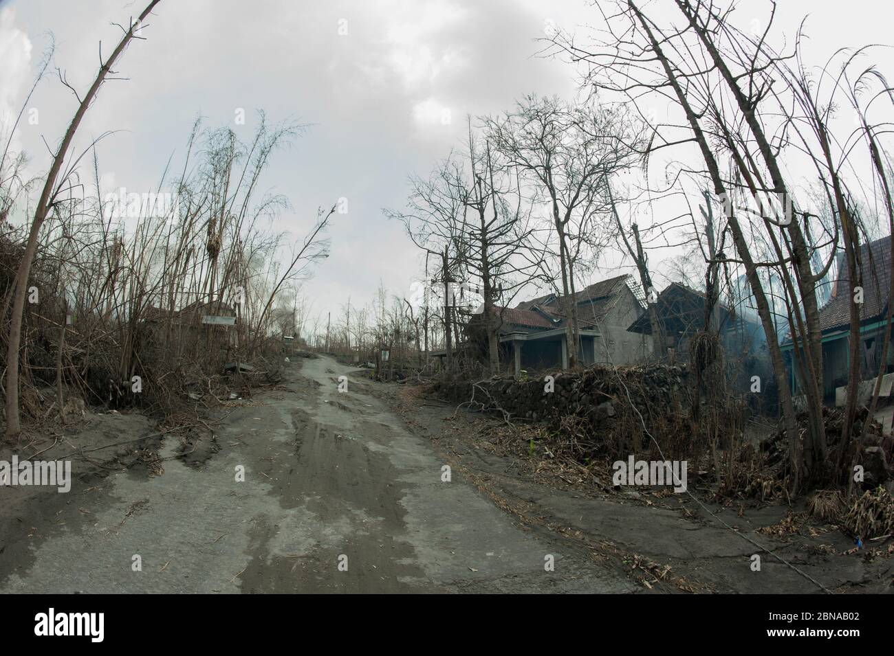 Road covered in ash, dead trees and damaged house from Mount Merapi ...