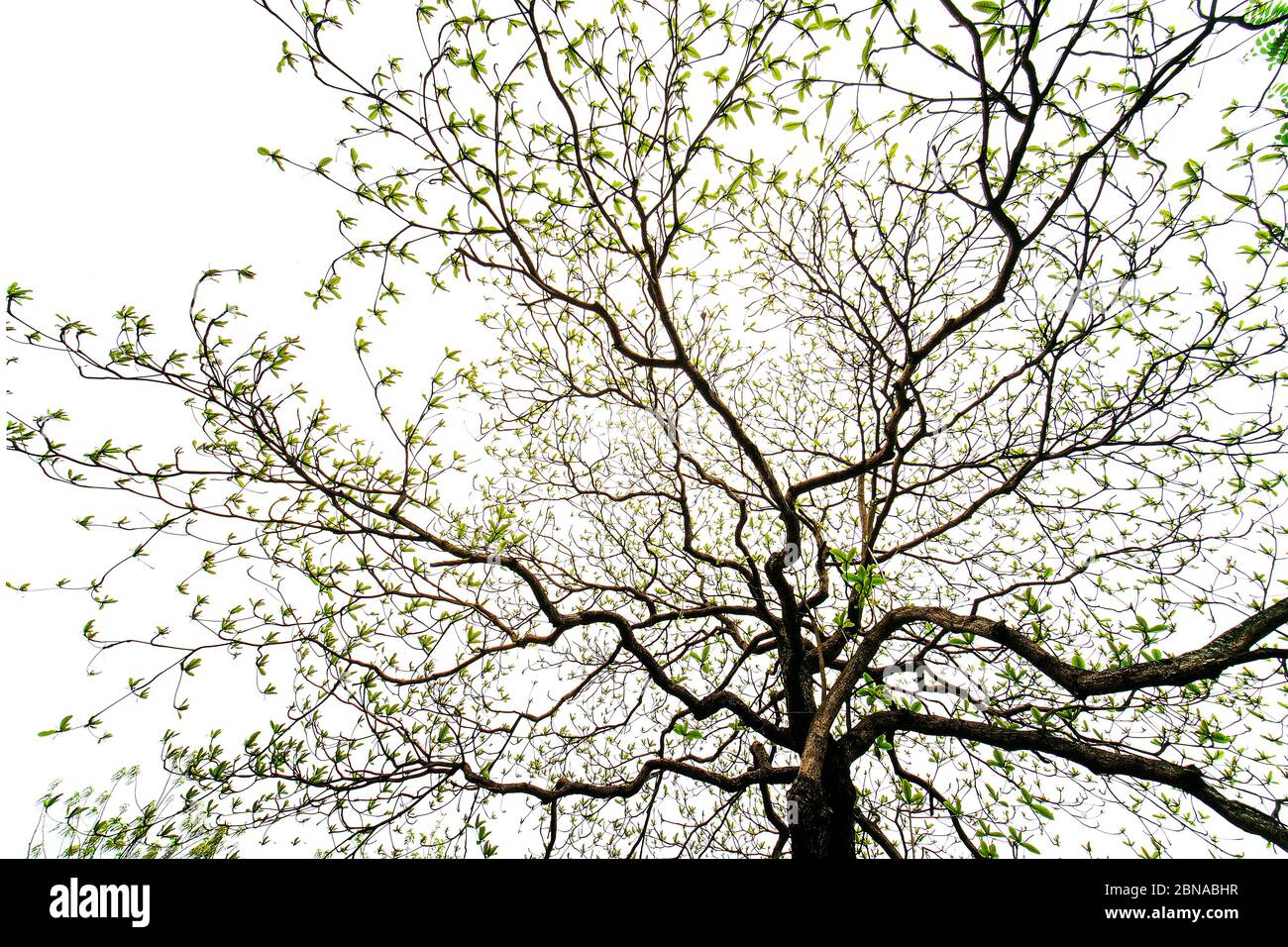A big green tree in spring in Hanoi, Vietnam Stock Photo - Alamy
