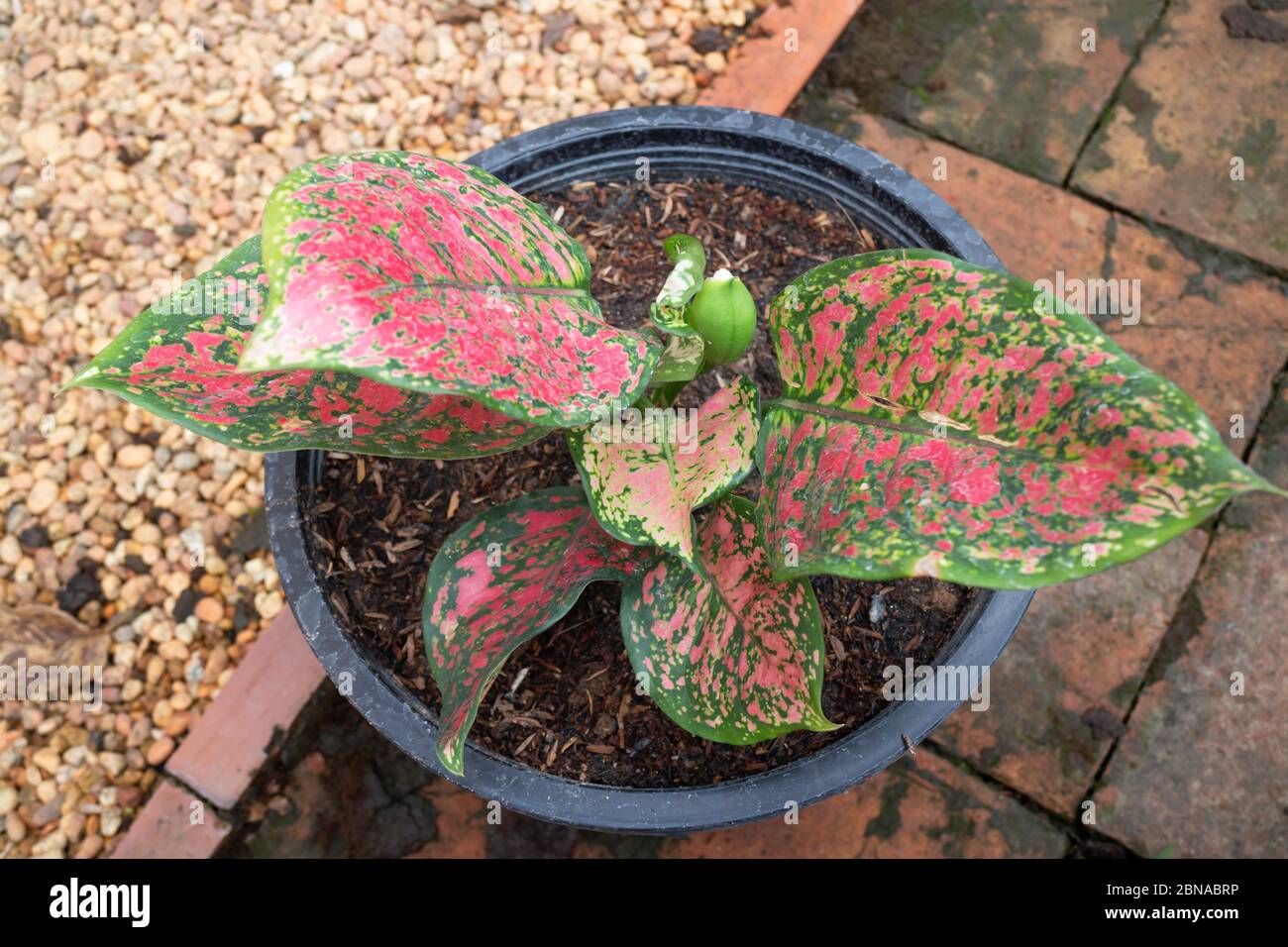 Aglaonema Red Beauty High Resolution Stock Photography and Images - Alamy