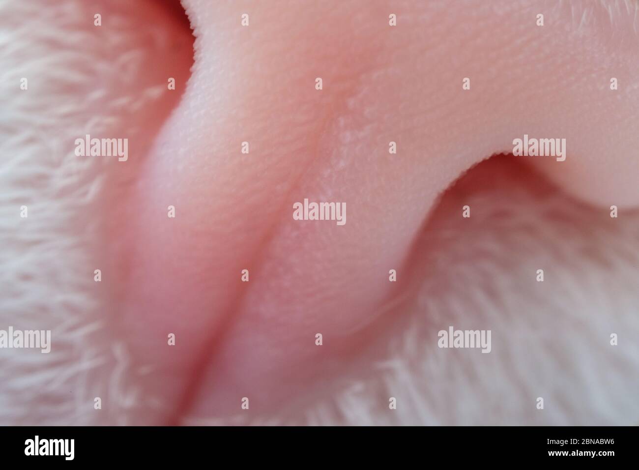 Nostril Hole High Resolution Stock Photography and Images - Alamy