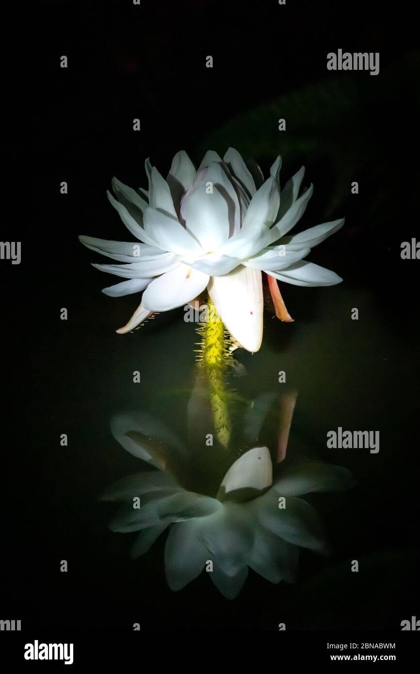 Victoria regia Waterlily (Victoria amazonica) with water reflection in ...
