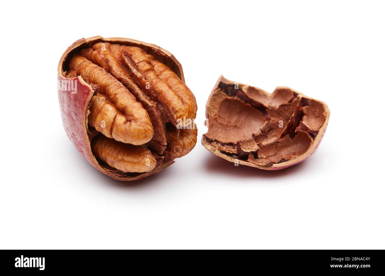Pecan Isolated on White Background Stock Photo - Alamy