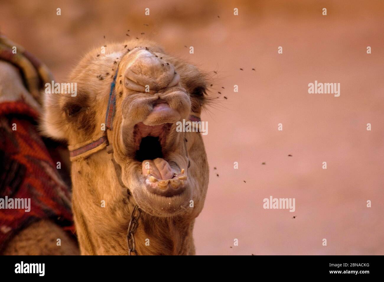 Closeup shot of a camel opening its mouth with flies flying around its ...