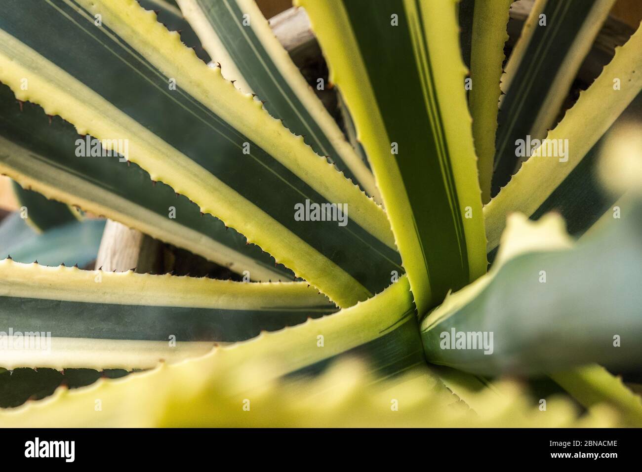 Overhead shot of an Agave tequilana plant on a pot focusing on the ...