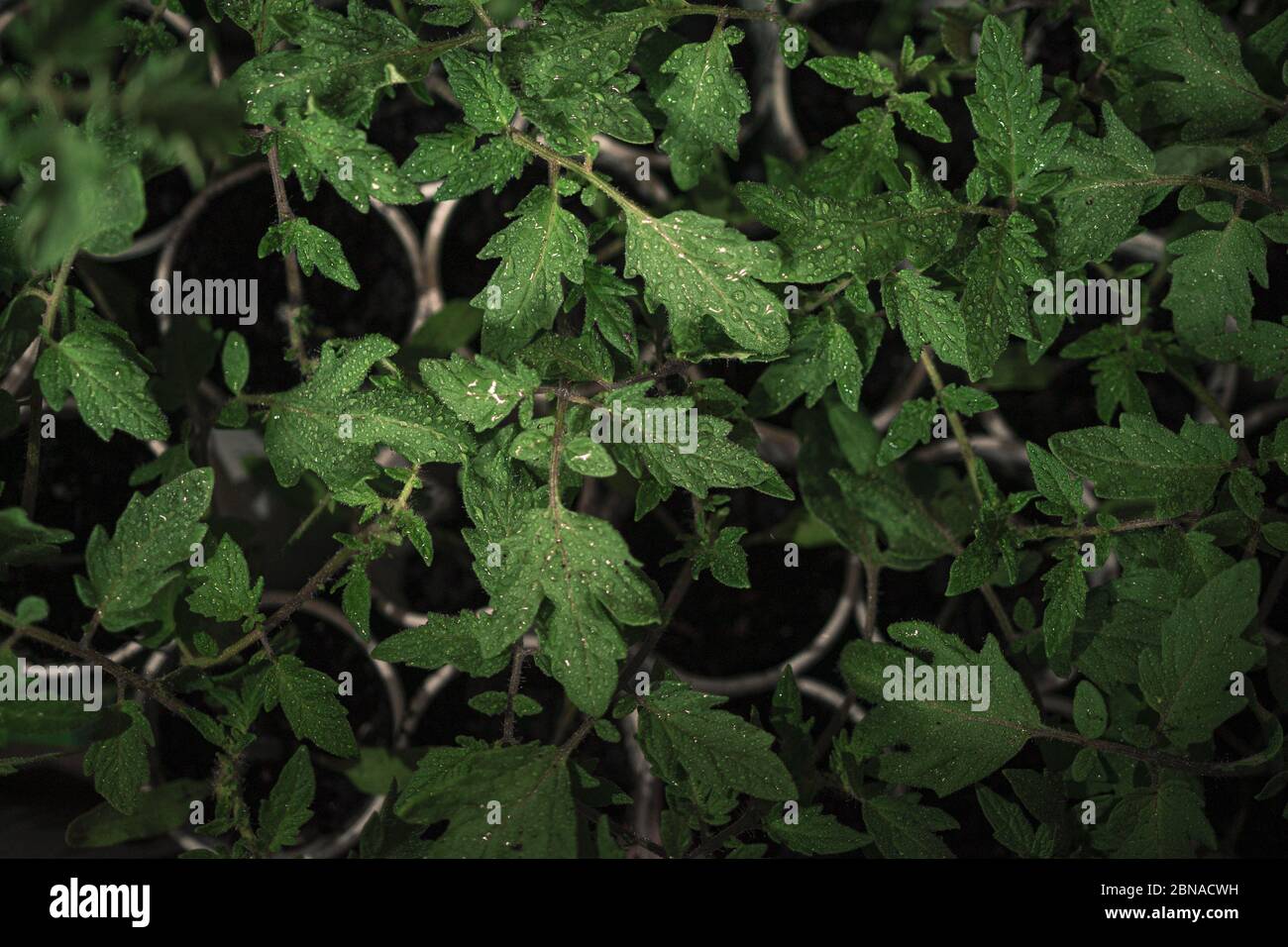 Closeup shot of watered common sage in small pots Stock Photo - Alamy