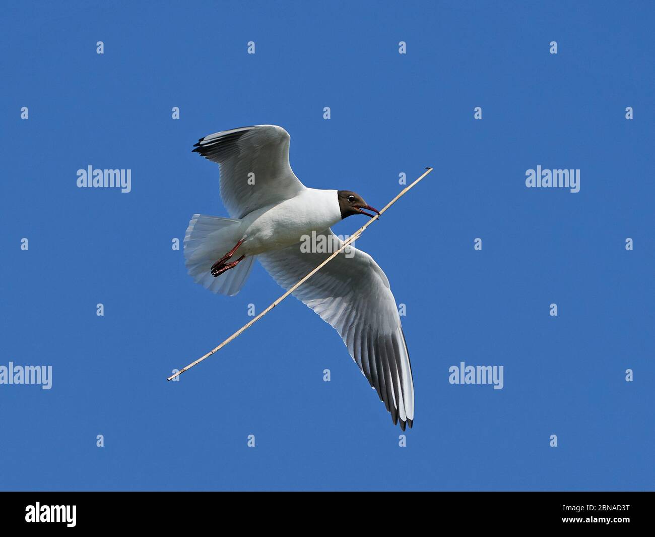 Black-headed gull in flight with nesting material in its beak blue ...