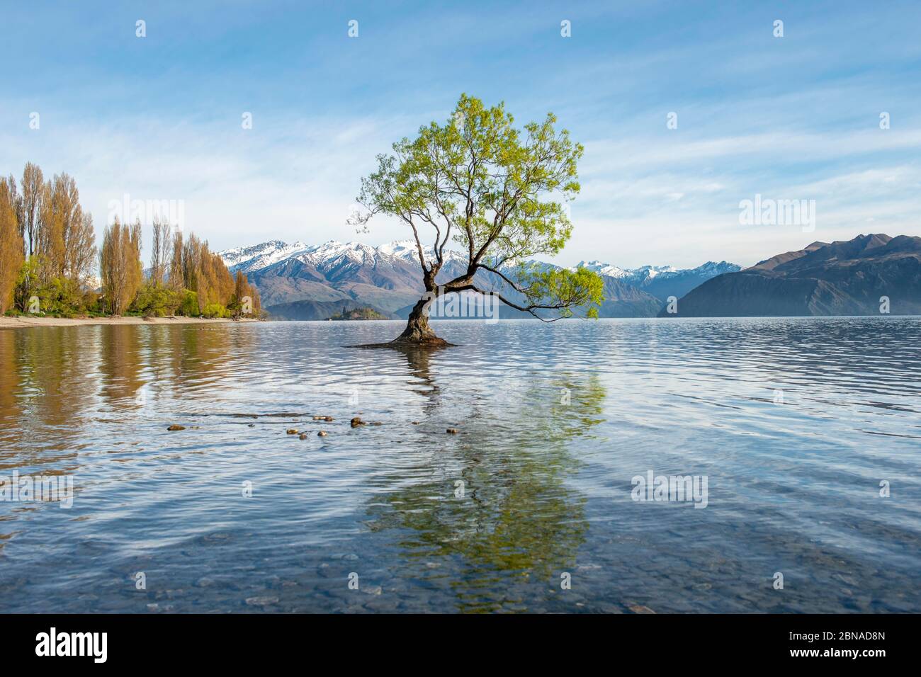 Single tree stands in water, Wanaka Lake, The Wanaka Tree, Roys Bay ...