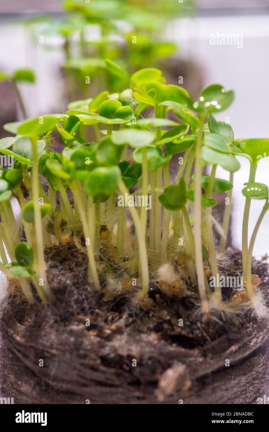 Germinated seeds, sprout, plant propagation, Bavaria, Germany, Europe ...