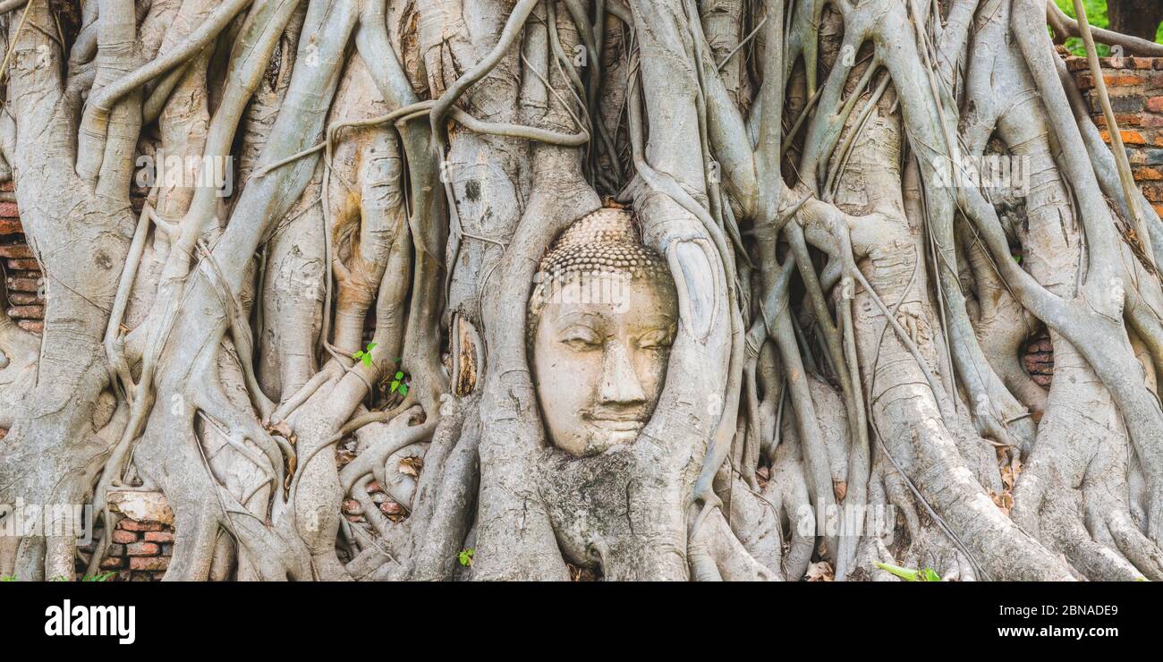 Head of a Buddha statue, grown in roots, root network of a strangler ...