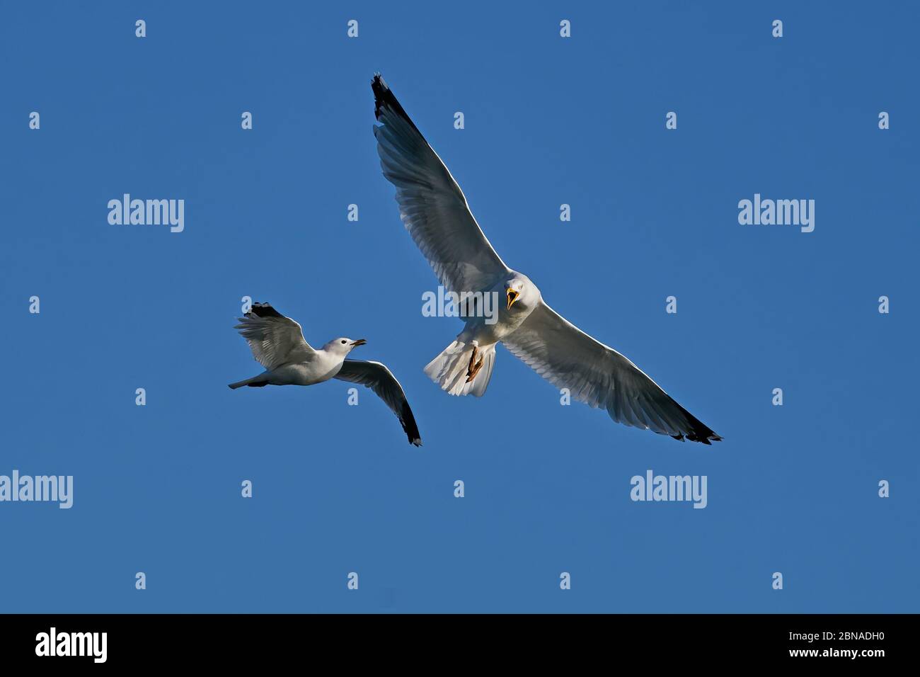 Gull fighting hi-res stock photography and images - Alamy