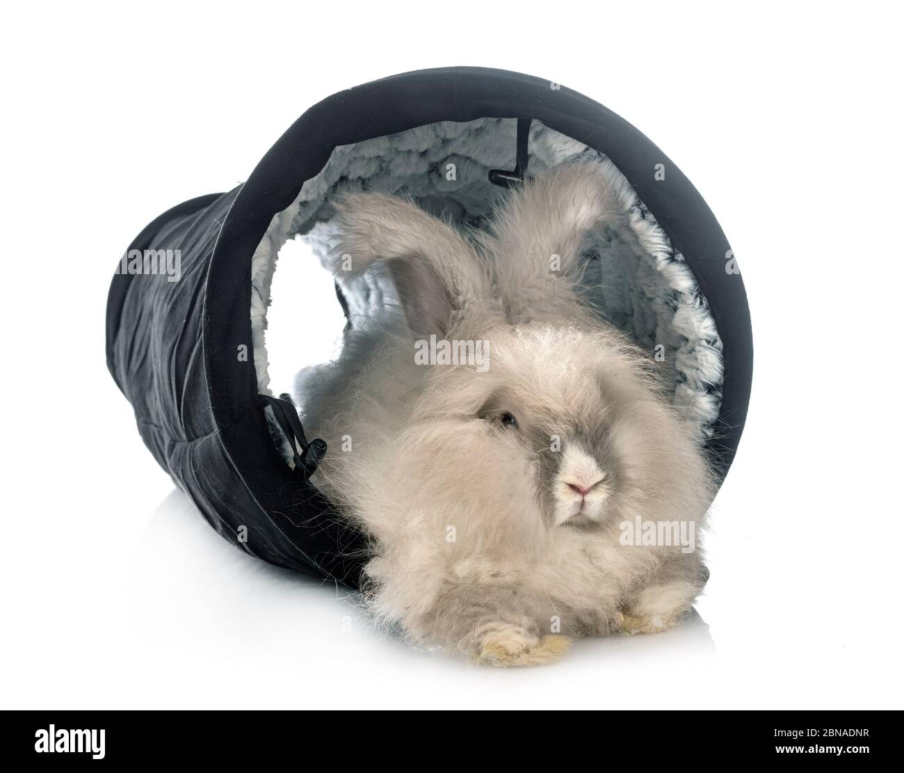 Angora rabbit in front Cut Out Stock Images & Pictures - Alamy