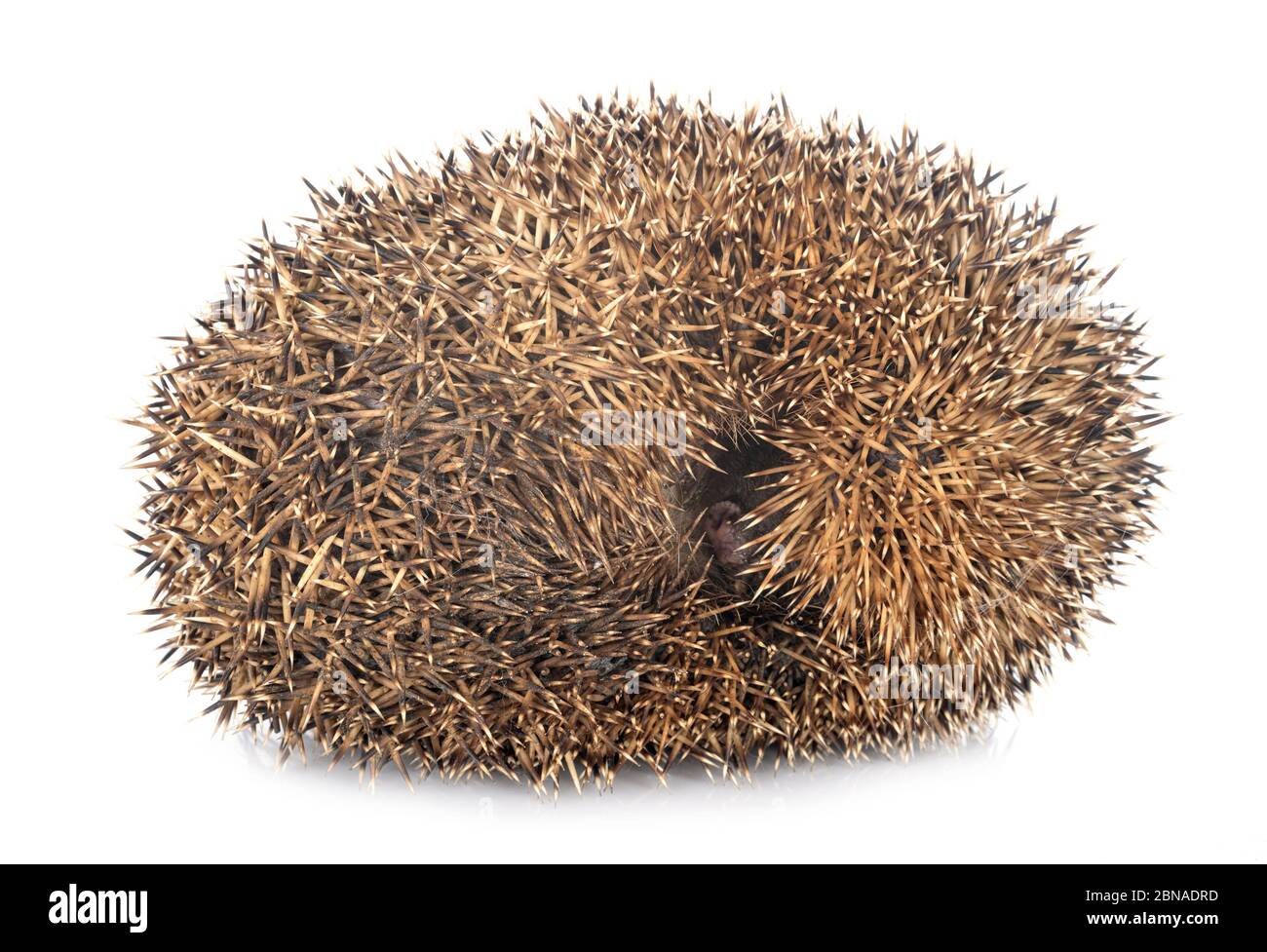 European hedgehog in front of white background Stock Photo - Alamy