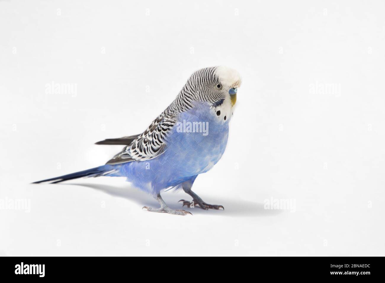 Cute Blue Parakeets