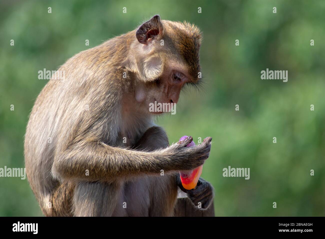 Monkeys Eating Ice Cream