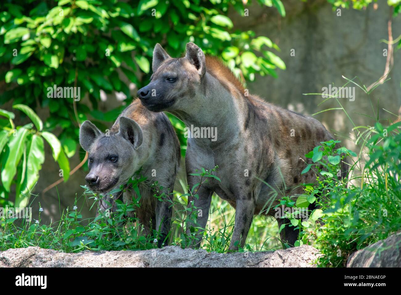 Angry hyenas looking for food in a forest Stock Photo - Alamy
