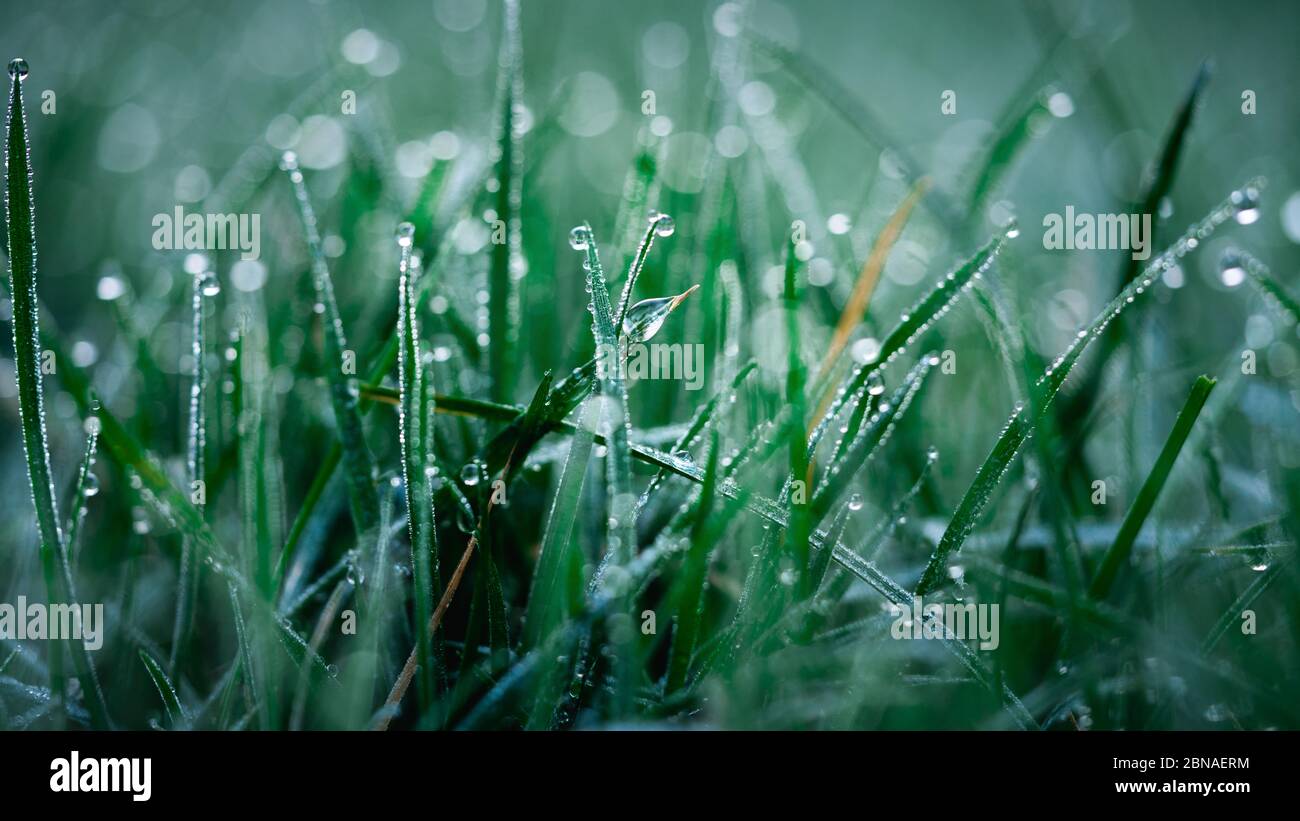 Close up of drops of dew on grass Stock Photo - Alamy