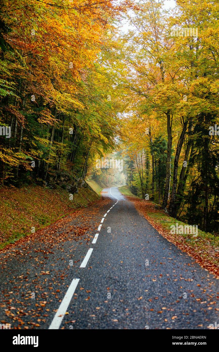Beautiful scenery of a road in a forest with a lot of colorful autumn ...