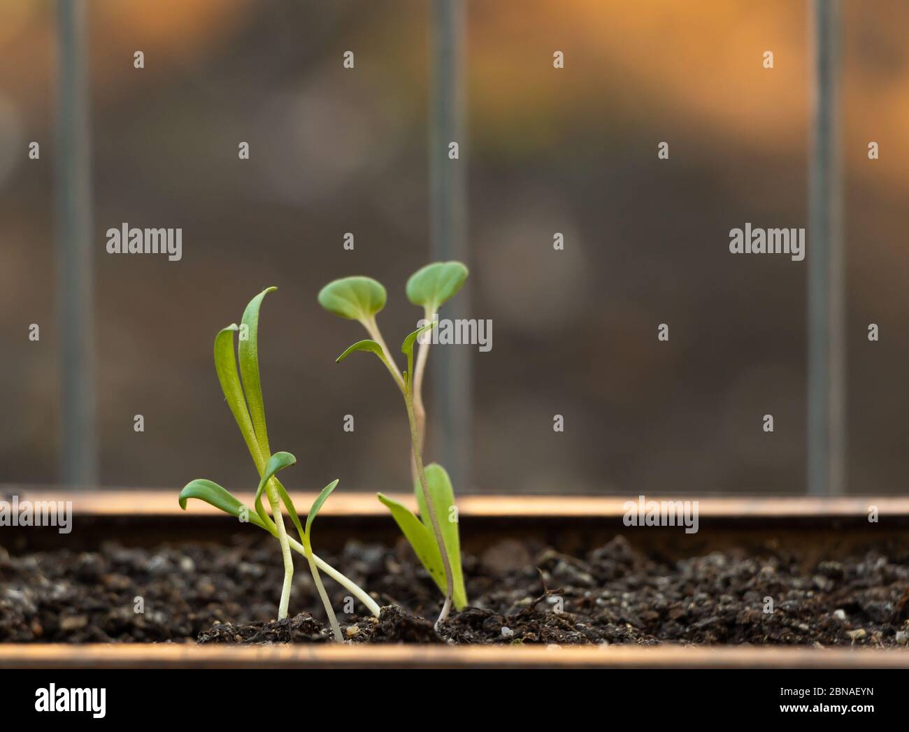 Some garden flowers have just germinated. Young flower seedlings Stock ...