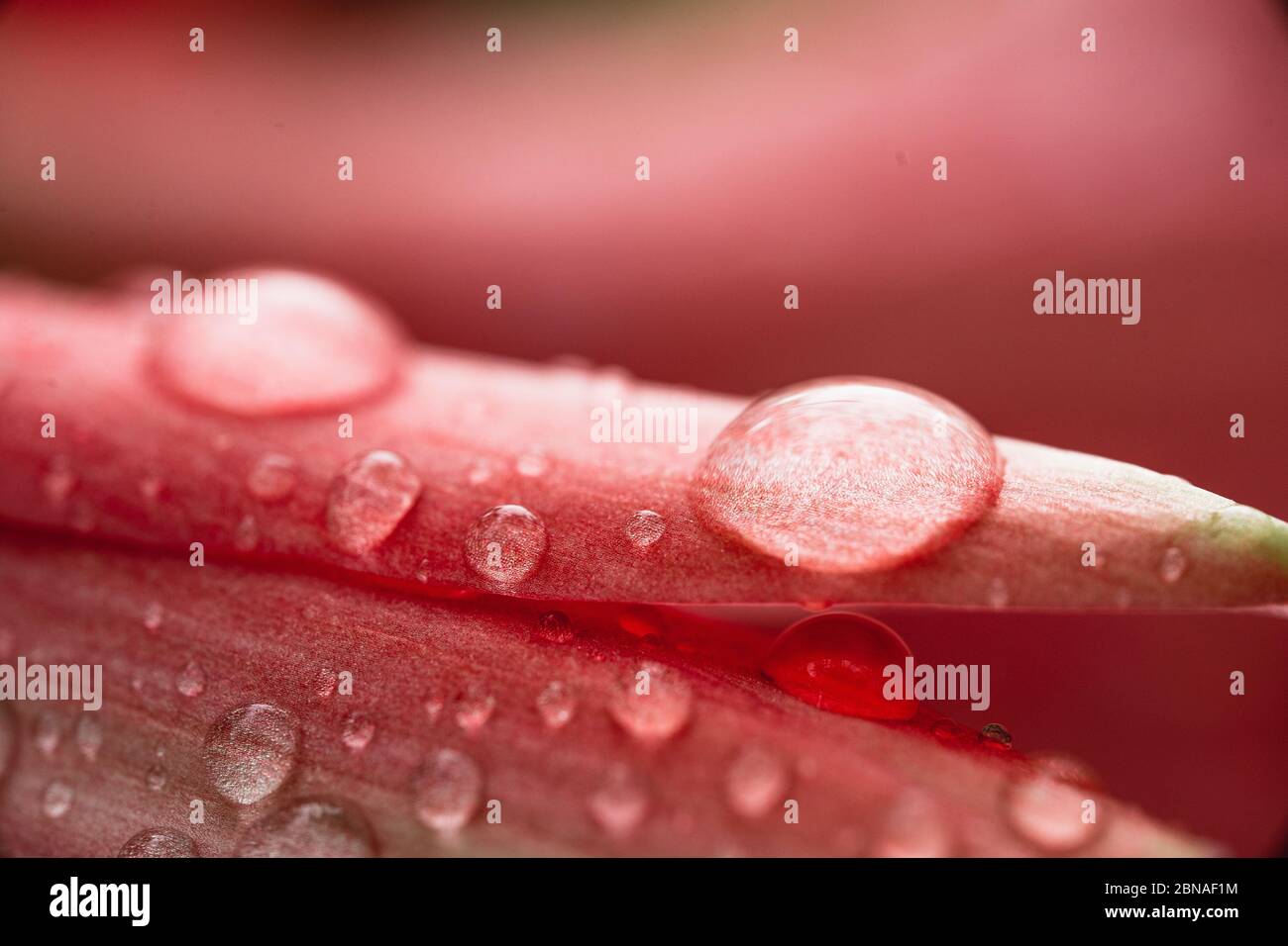 Pink flowers in the rainy season,Water droplets on flowers In nature ...