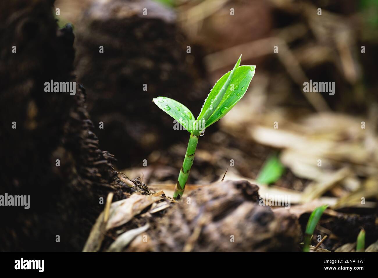 Bamboo sapling in the rainy season Tree growth in nature Stock Photo ...