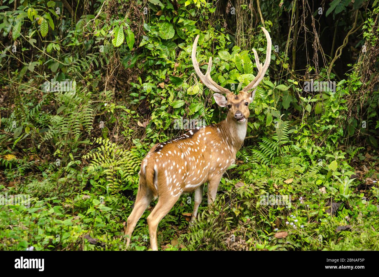 Chital or cheetal deer (Axis axis), also known as spotted deer or axis ...