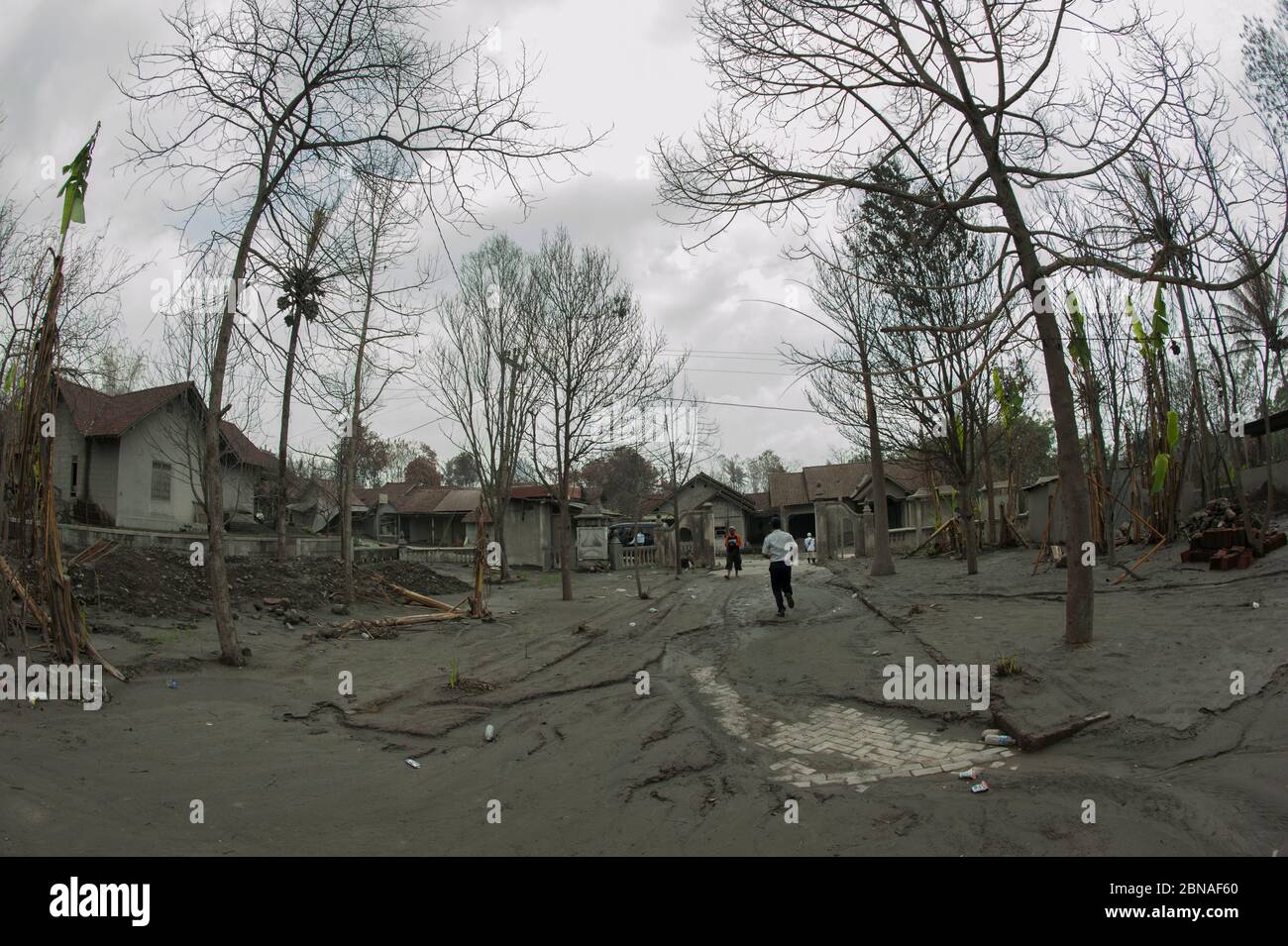 Road covered in ash, dead trees and damaged house from Mount Merapi ...