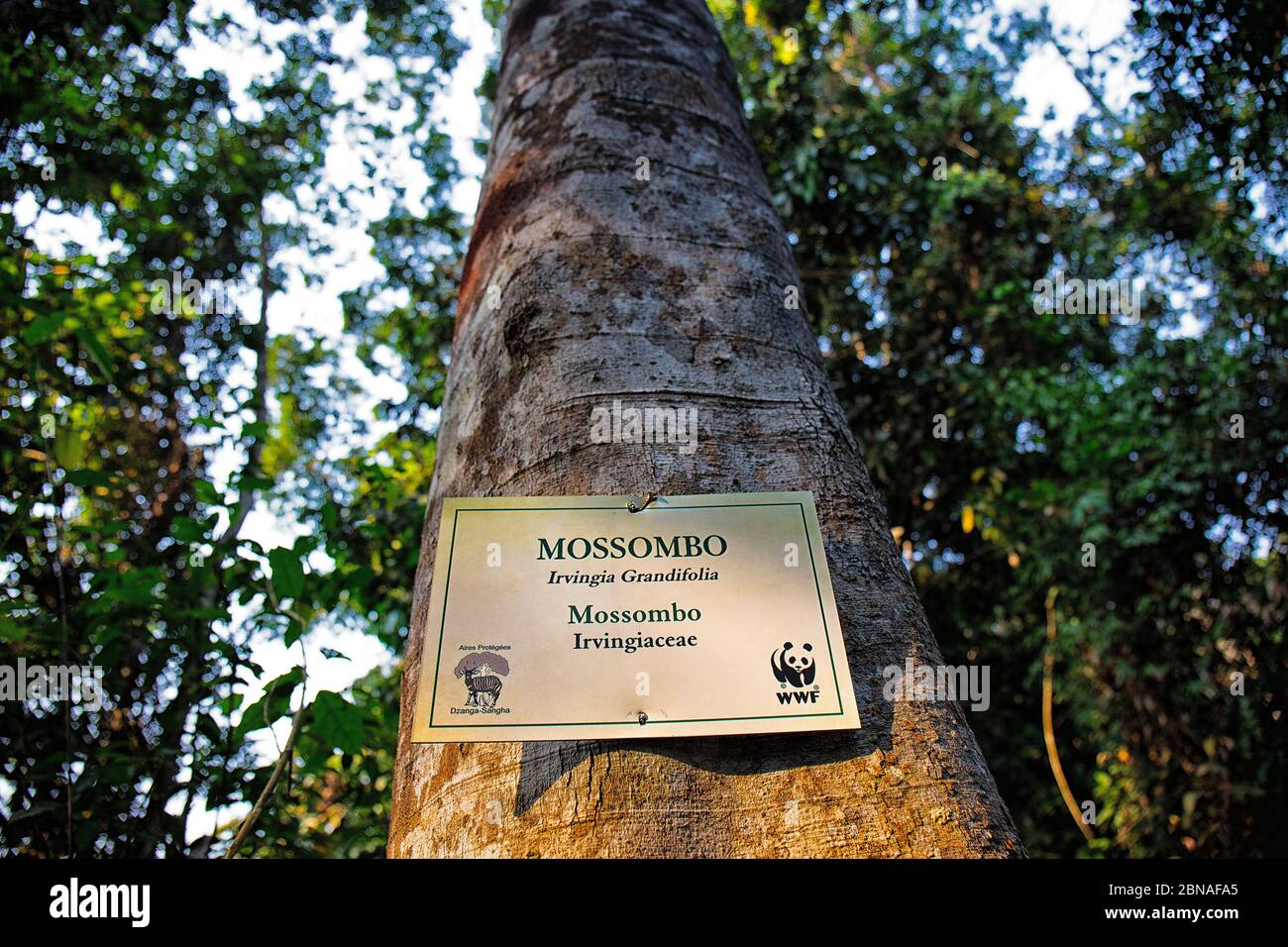 Trees and vegetation in the Jungle and dense forest of Dzanga Sangha ...