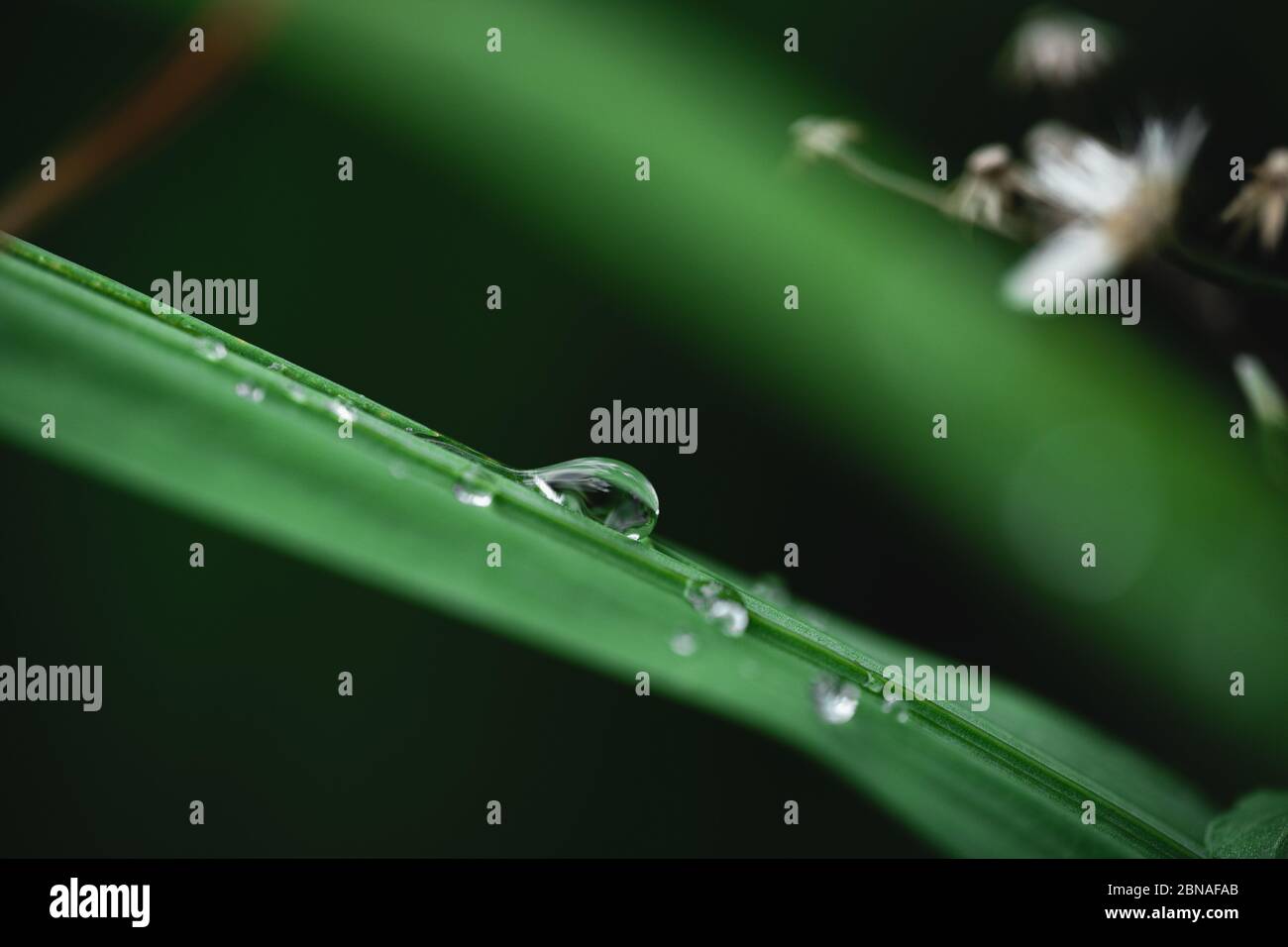 Natural water droplets on green leaves In the rainy season Stock Photo ...