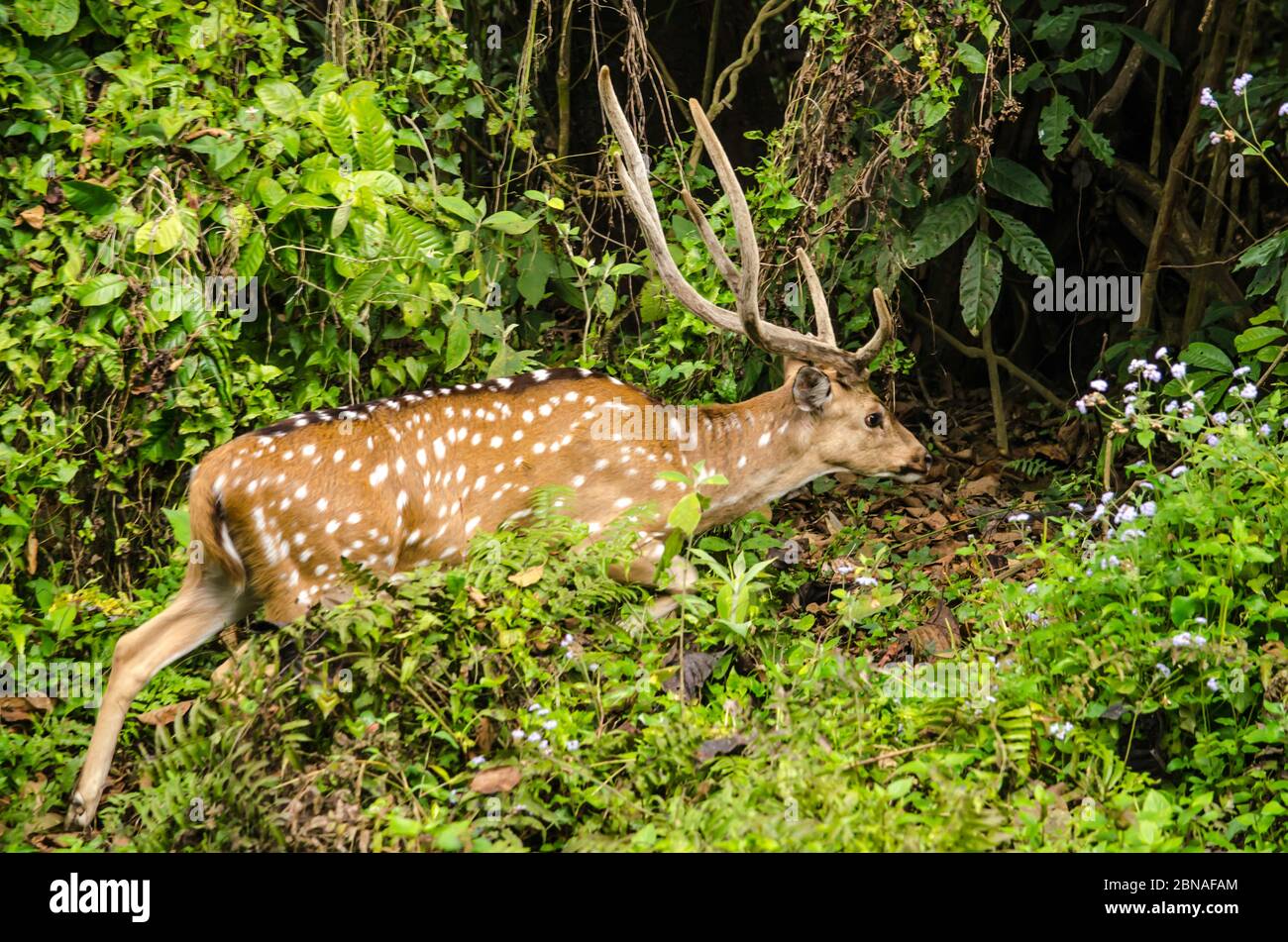 Chital or cheetal deer (Axis axis), also known as spotted deer or axis ...