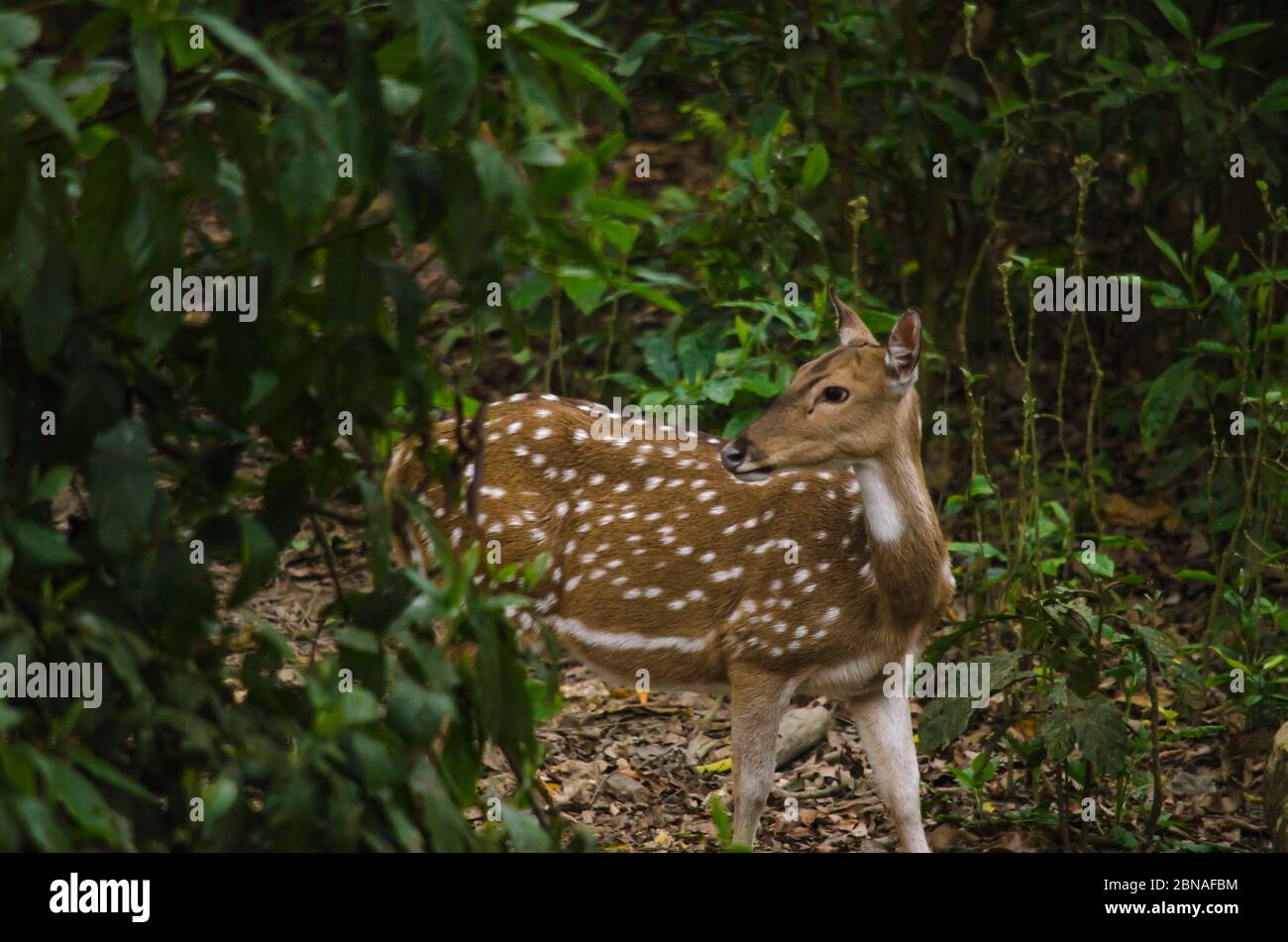 Chital or cheetal deer (Axis axis), also known as spotted deer or axis ...