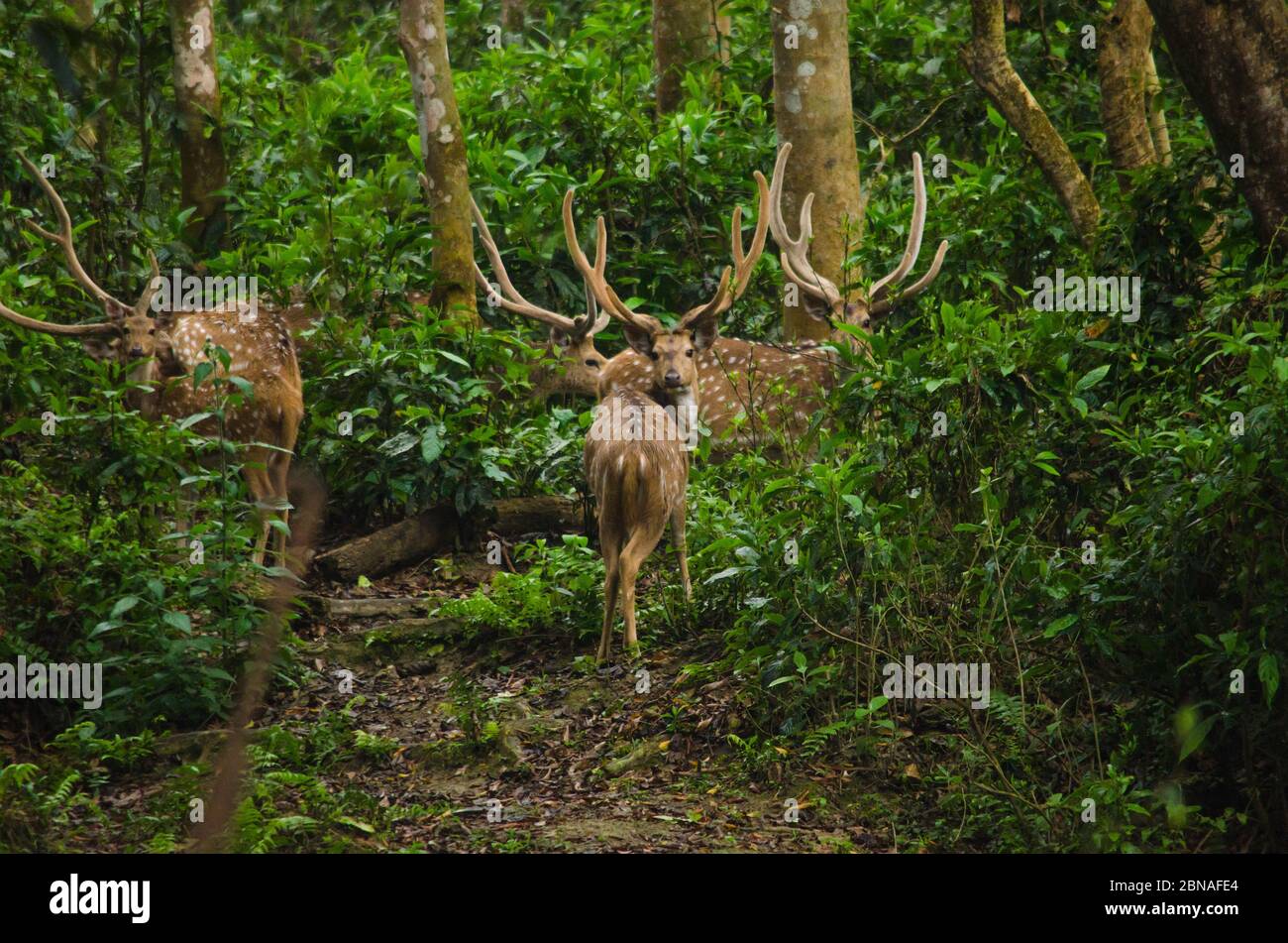 Chital or cheetal deer (Axis axis), also known as spotted deer or axis ...
