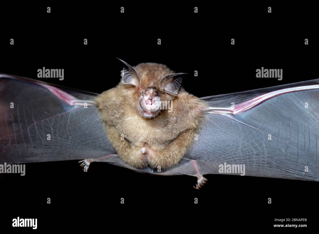Bats are sleeping in the cave hanging on the ceiling period midday ...