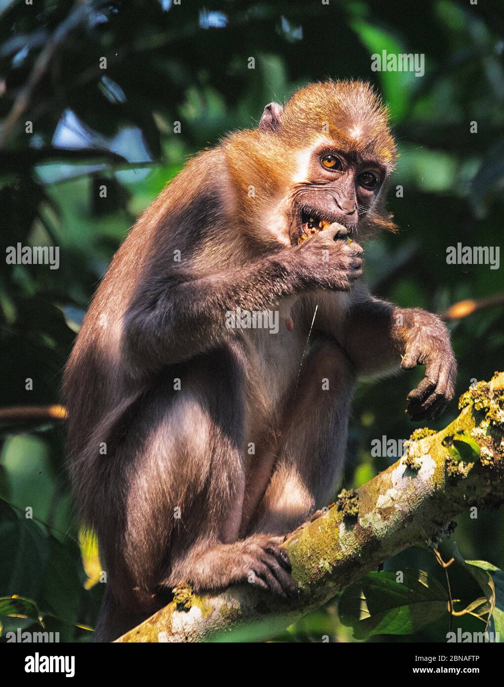 Agile mangabeys (Cercocebus agilis) foraging for termite control on the ...