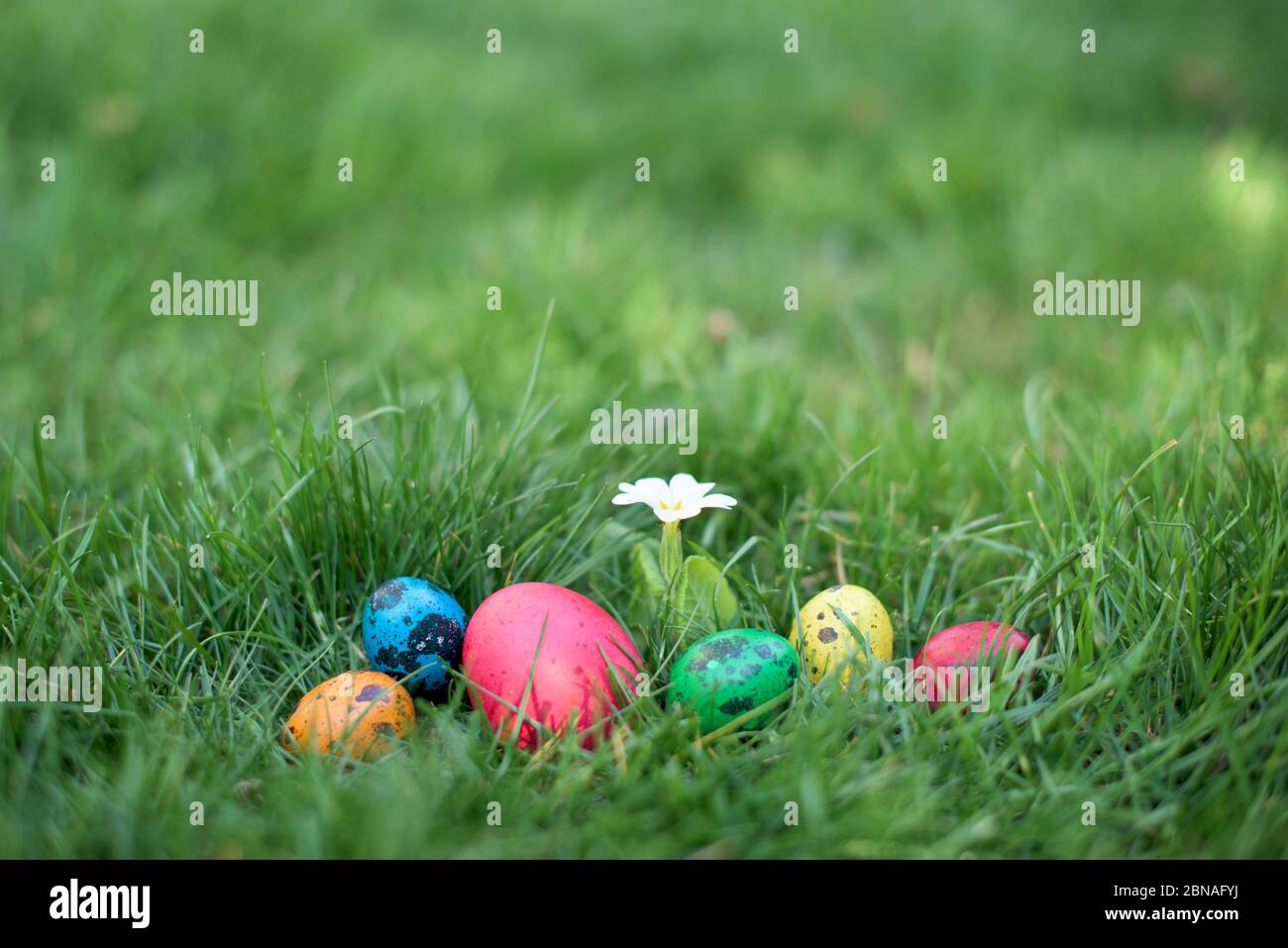 Easter hunt - different color eggs in a back yard Stock Photo - Alamy