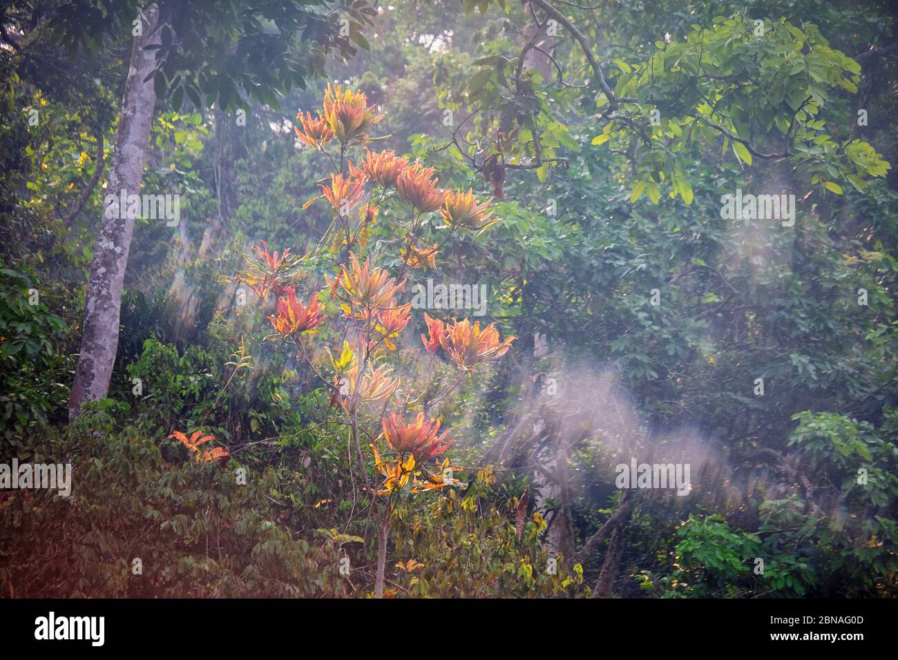 Trees and vegetation in the Jungle and dense forest of Dzanga Sangha ...