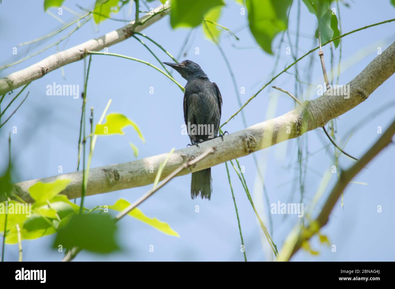 blue rock thrush is black body ,eatting any insect for food Stock Photo ...