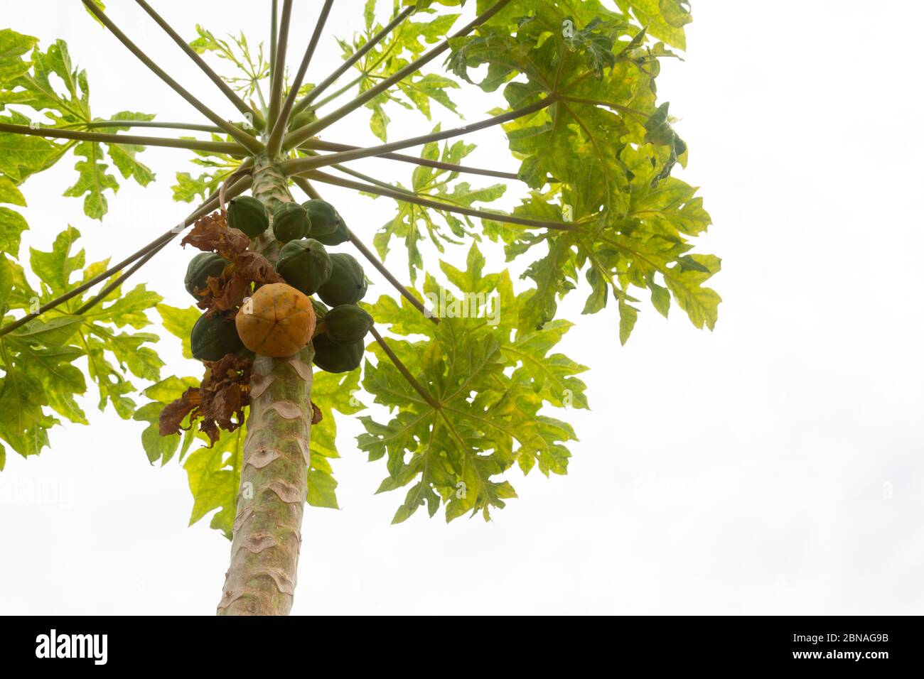 Pawpaw plant hi-res stock photography and images - Alamy