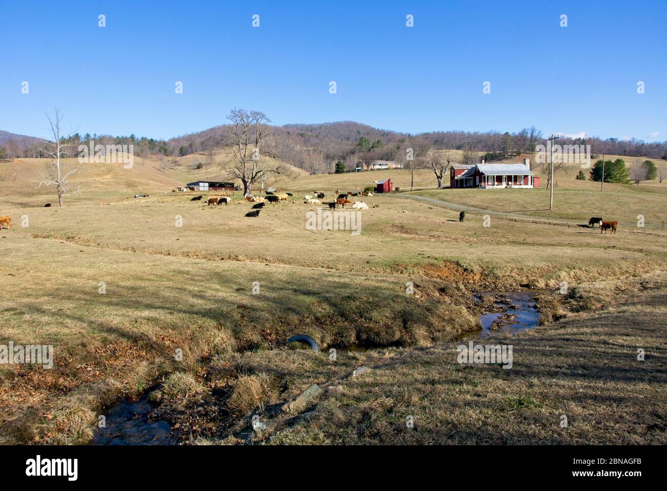 Cattle farm in Virginia USA Stock Photo - Alamy