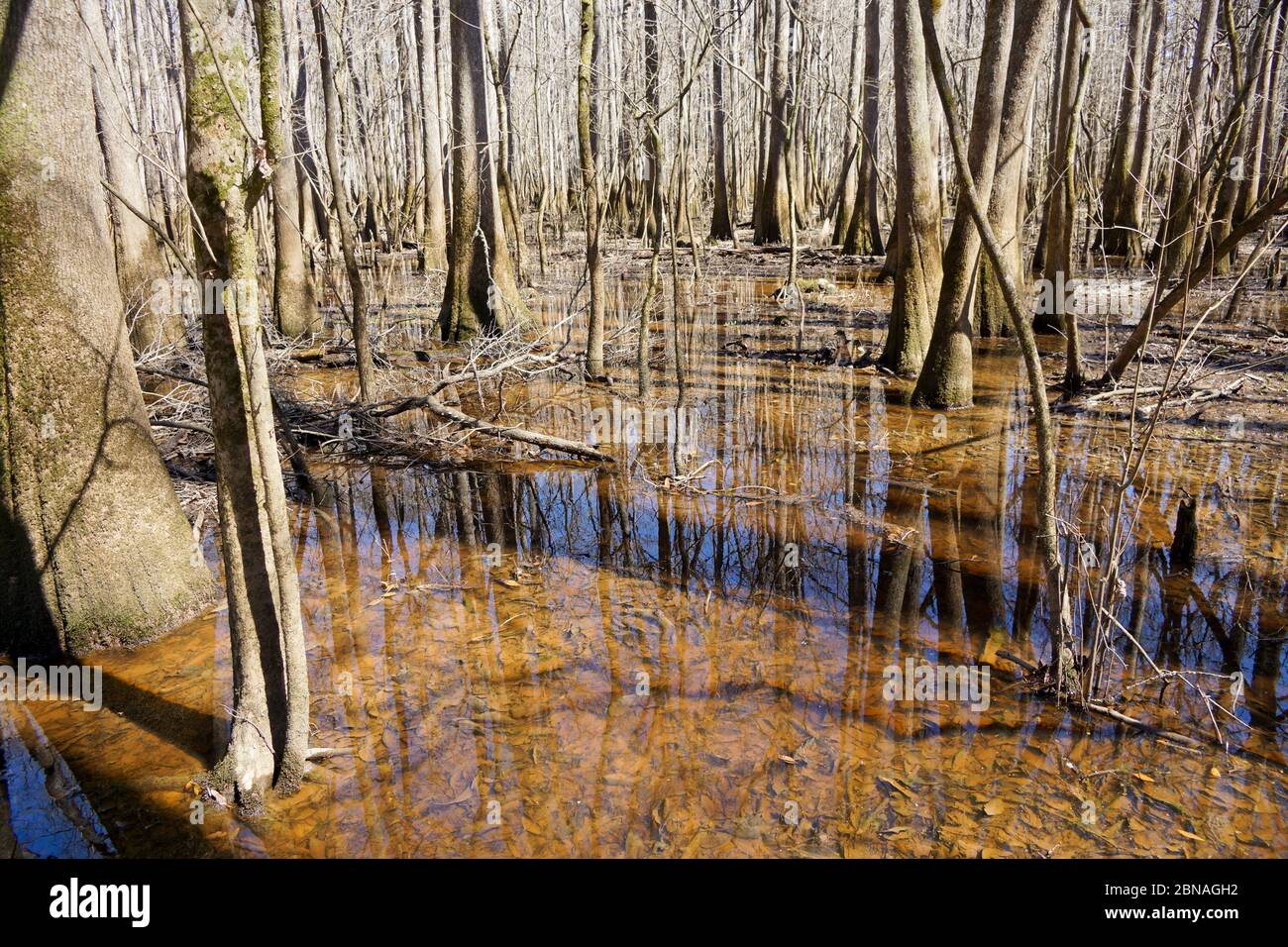 Congaree National Park in South Carolina USA Stock Photo - Alamy