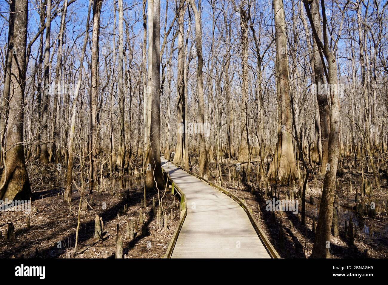 Congaree National Park in South Carolina USA Stock Photo - Alamy