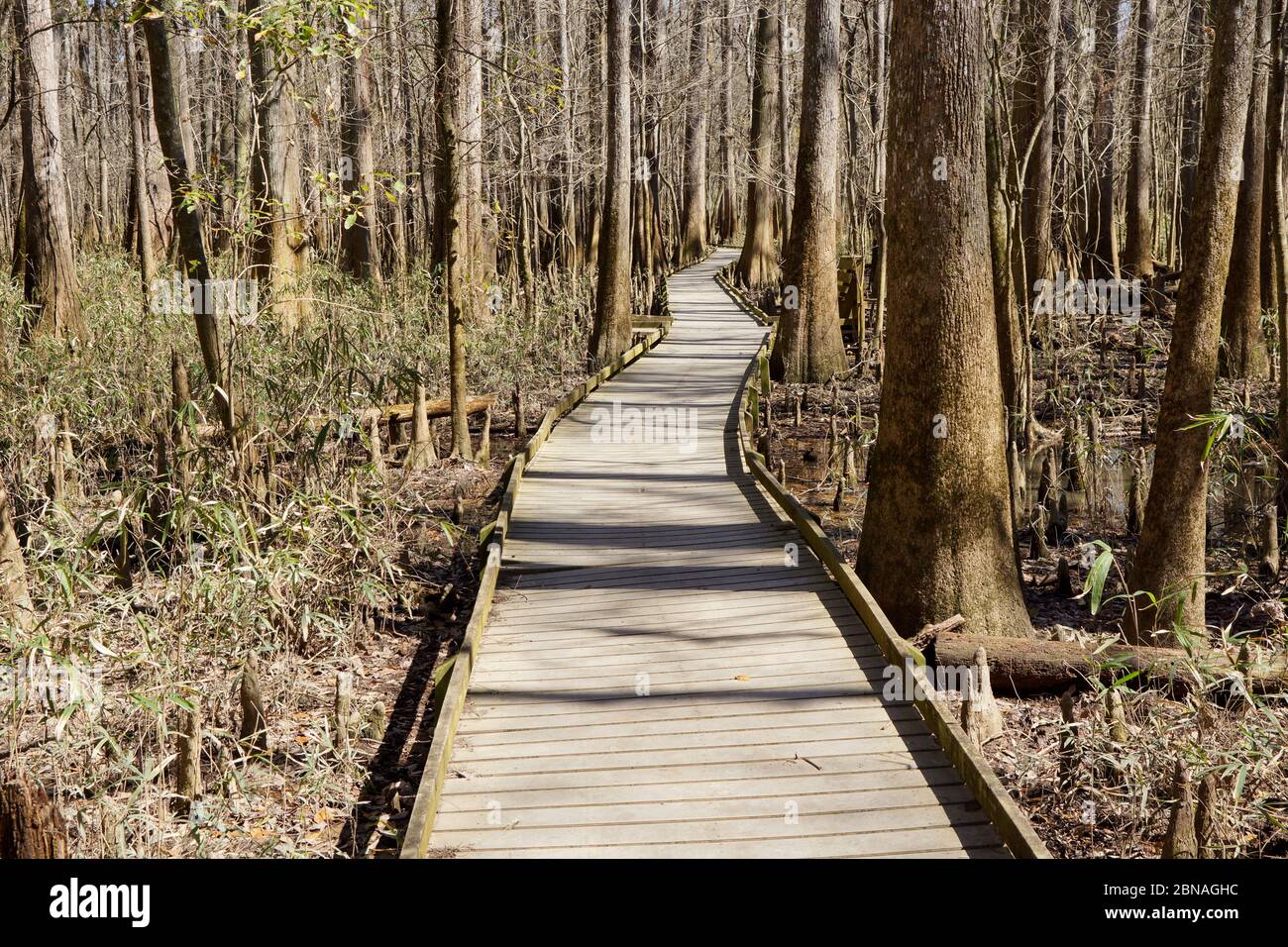 Congaree National Park in South Carolina USA Stock Photo - Alamy