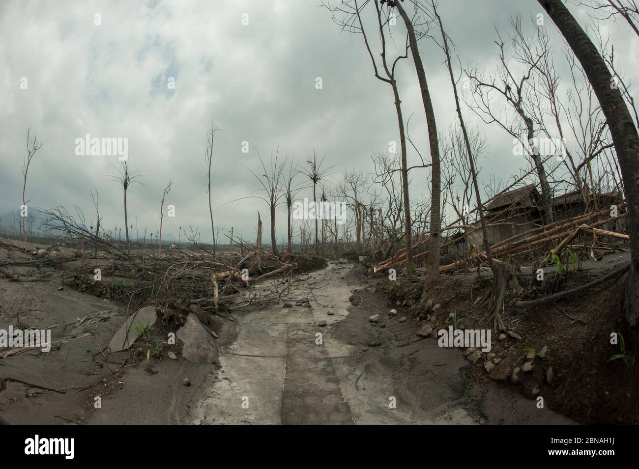 Road covered in ash, dead trees and damaged houses from Mount Merapi ...