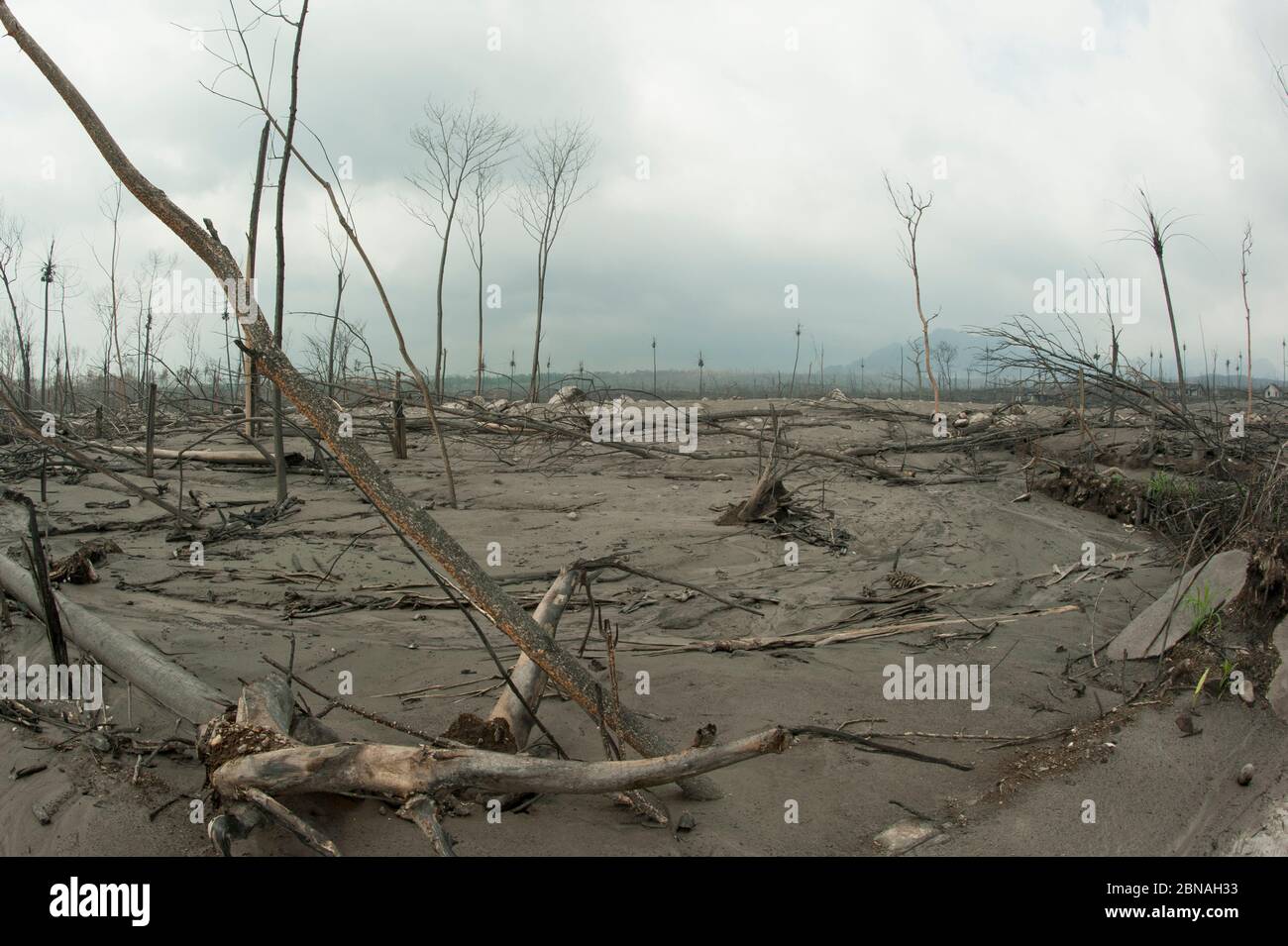 Fields covered in ash and dead trees from Mount Merapi volcano eruption ...